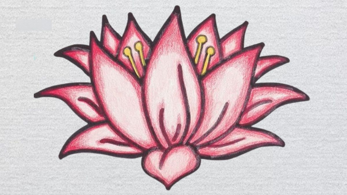 Vẽ hoa sen: 20 cách vẽ đẹp, đơn giản dễ dàng thực hiện